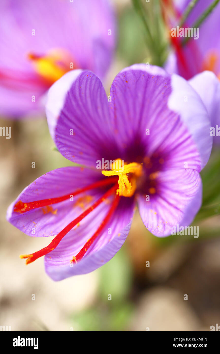 Close up of saffron flowers in a field Stock Photo - Alamy
