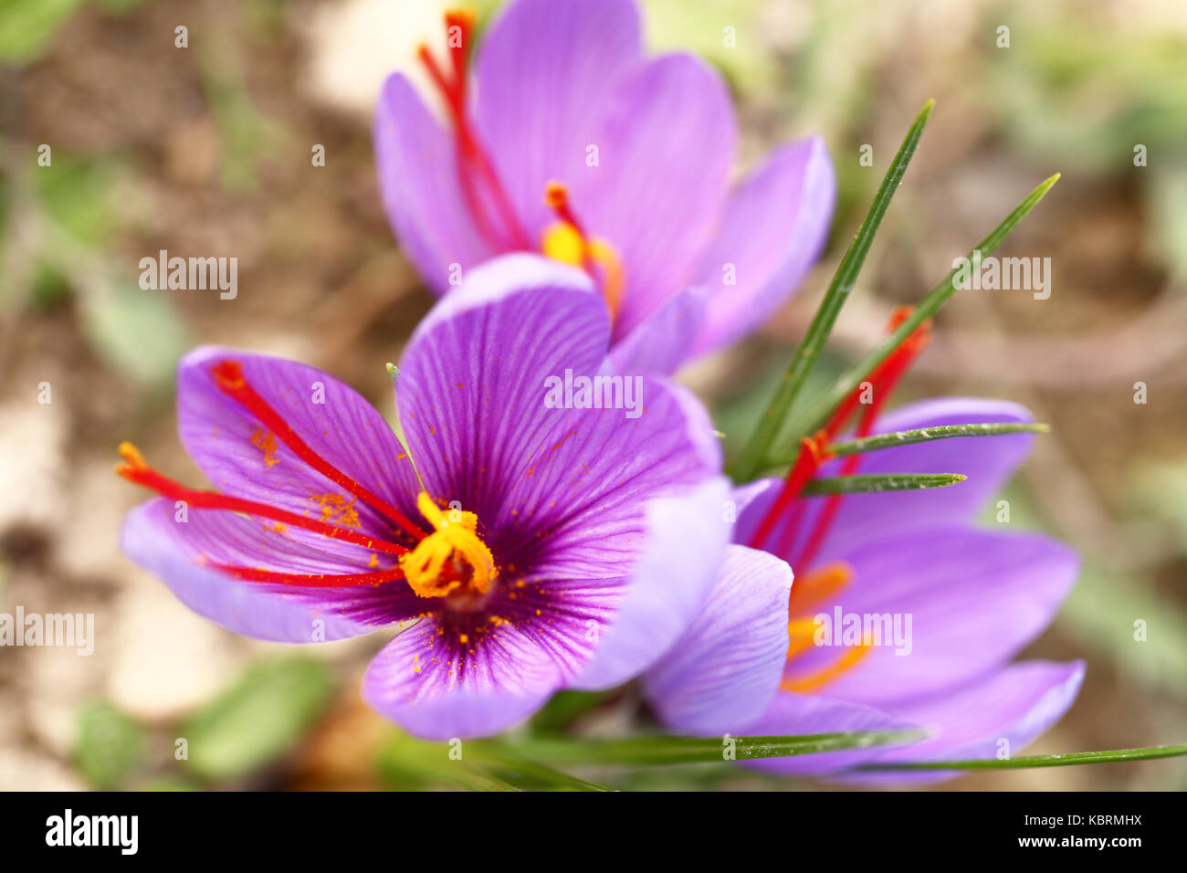Close up of saffron flowers in a field Stock Photo - Alamy
