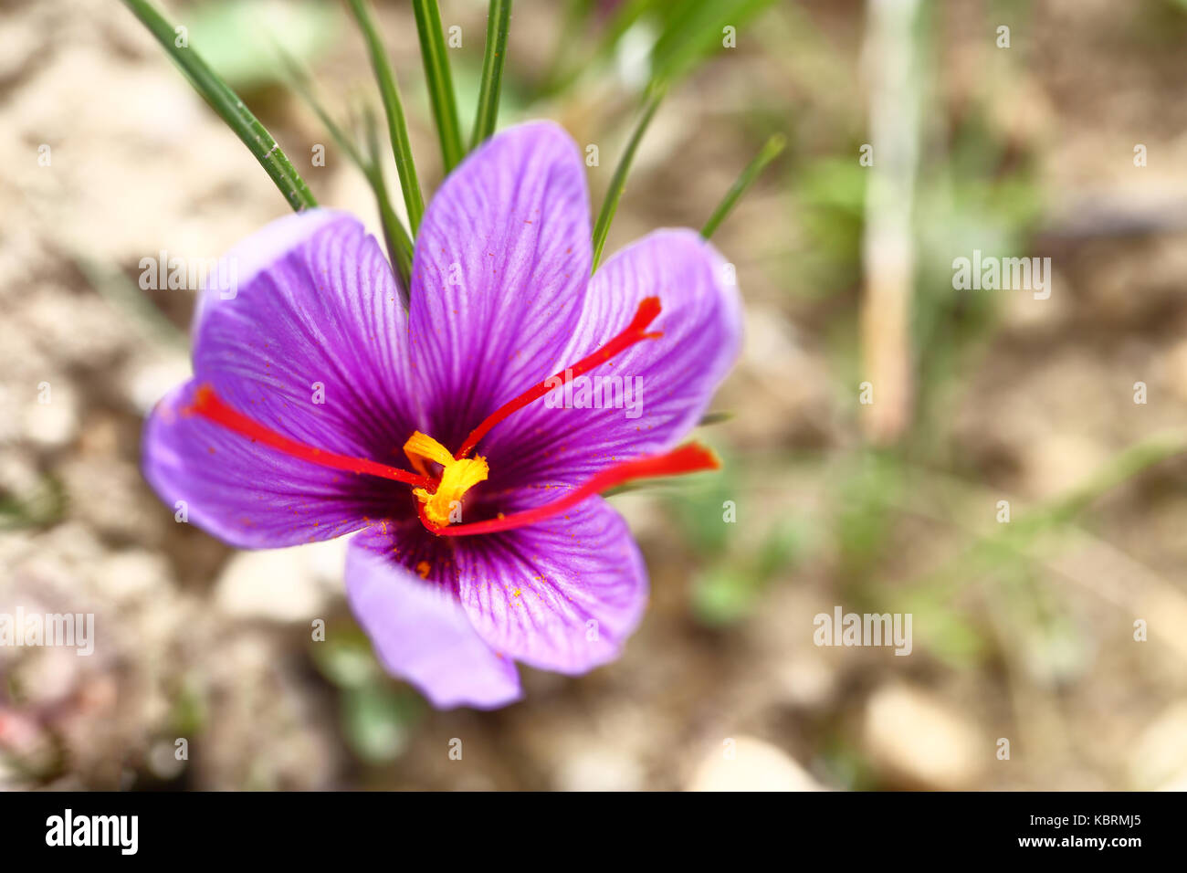 Close up of saffron flowers in a field Stock Photo - Alamy