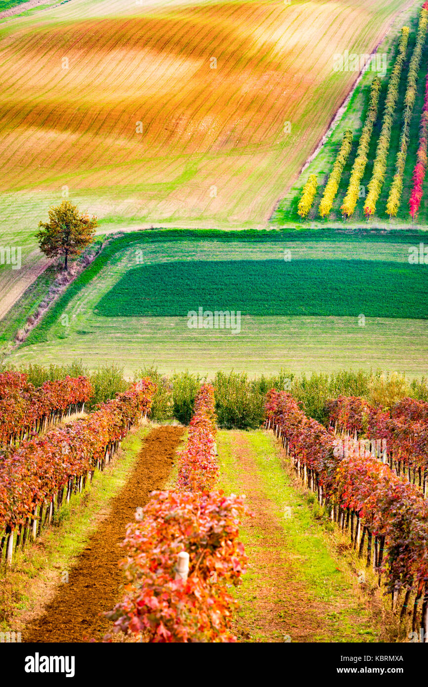 Castelvetro di Modena, Emilia Romagna, Italy. vineyards in Autumn Stock ...