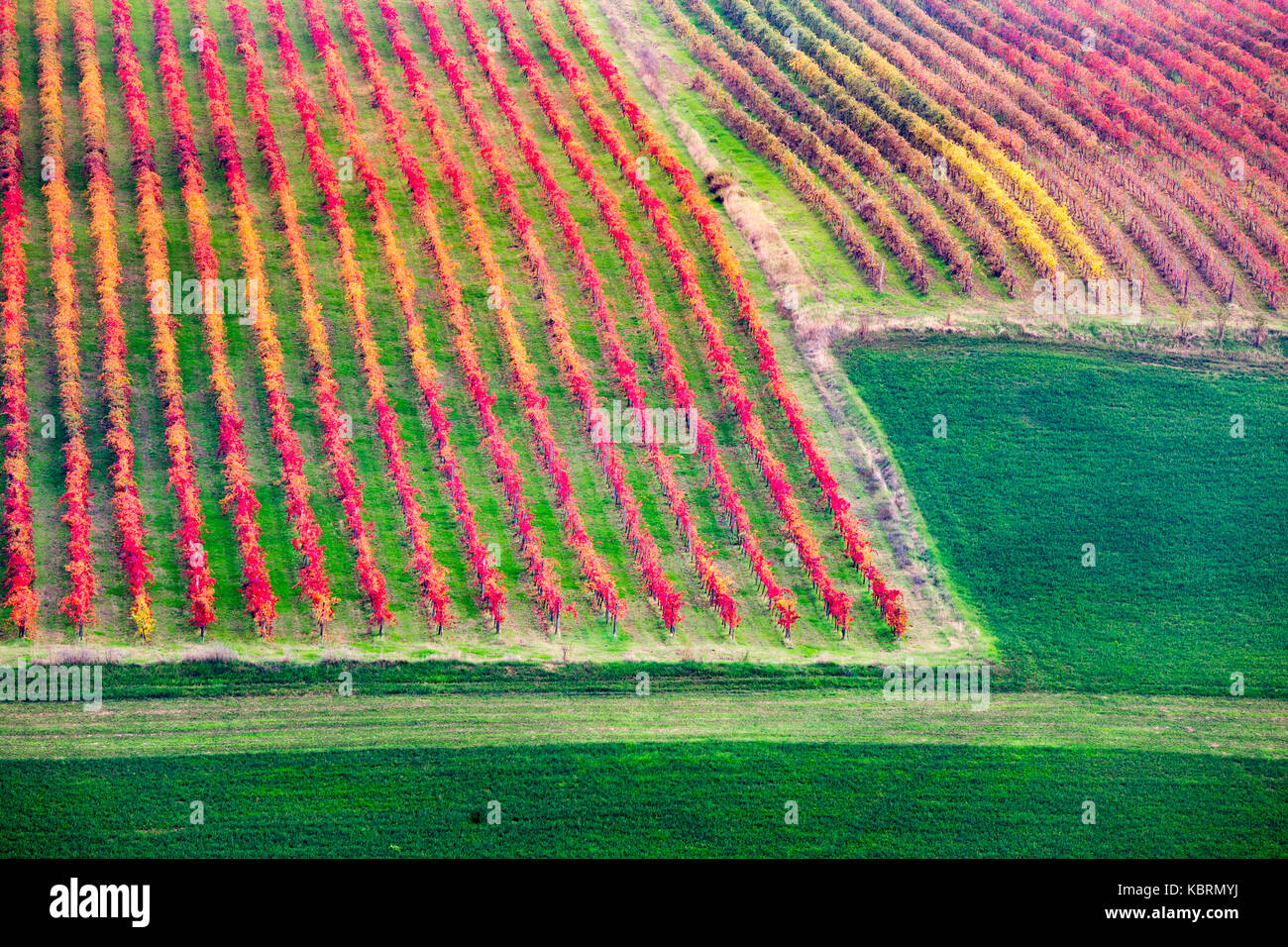 Castelvetro di Modena, Emilia Romagna, Italy. vineyards in Autumn Stock ...