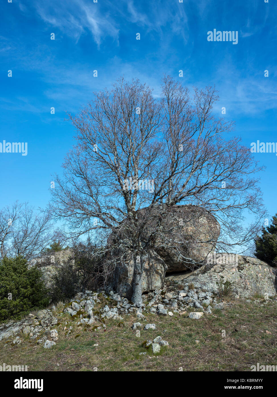 Montpellier Maple, Acer monspessulanum, in winter. Photo taken in La ...