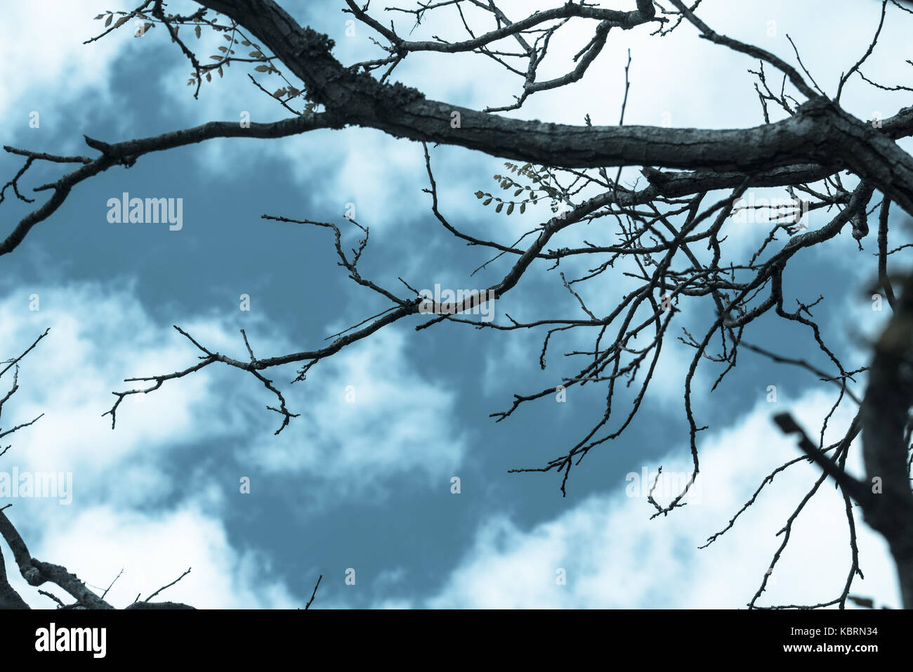 Inside another tree hi-res stock photography and images - Alamy