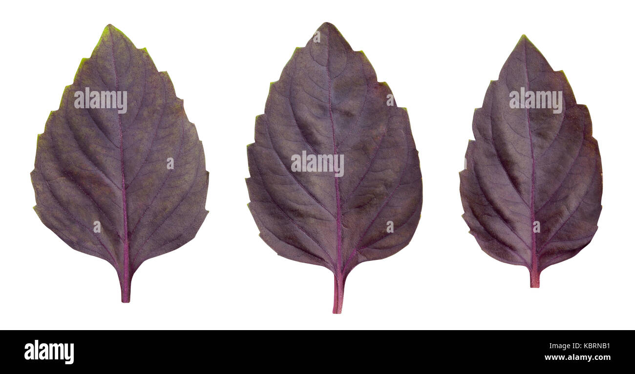 Dark red basil hi-res stock photography and images - Alamy