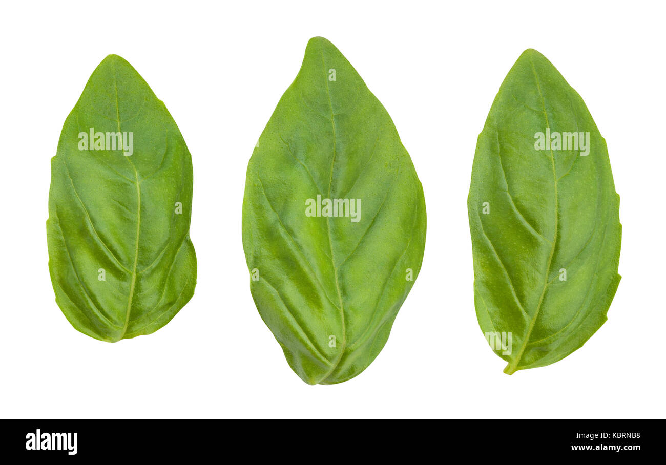 basil leaves path isolated Stock Photo - Alamy