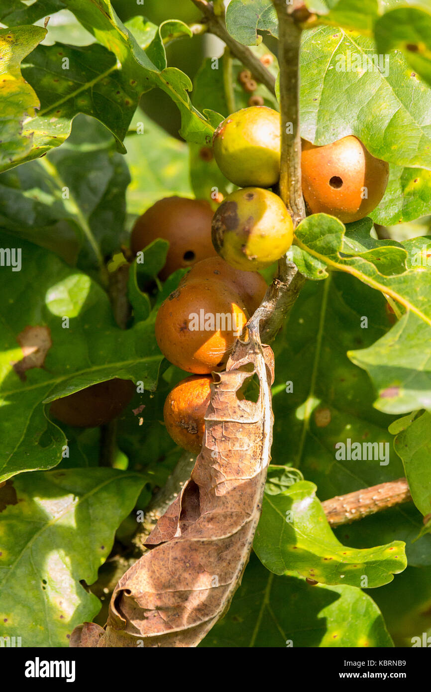 Tree gall hi-res stock photography and images - Alamy