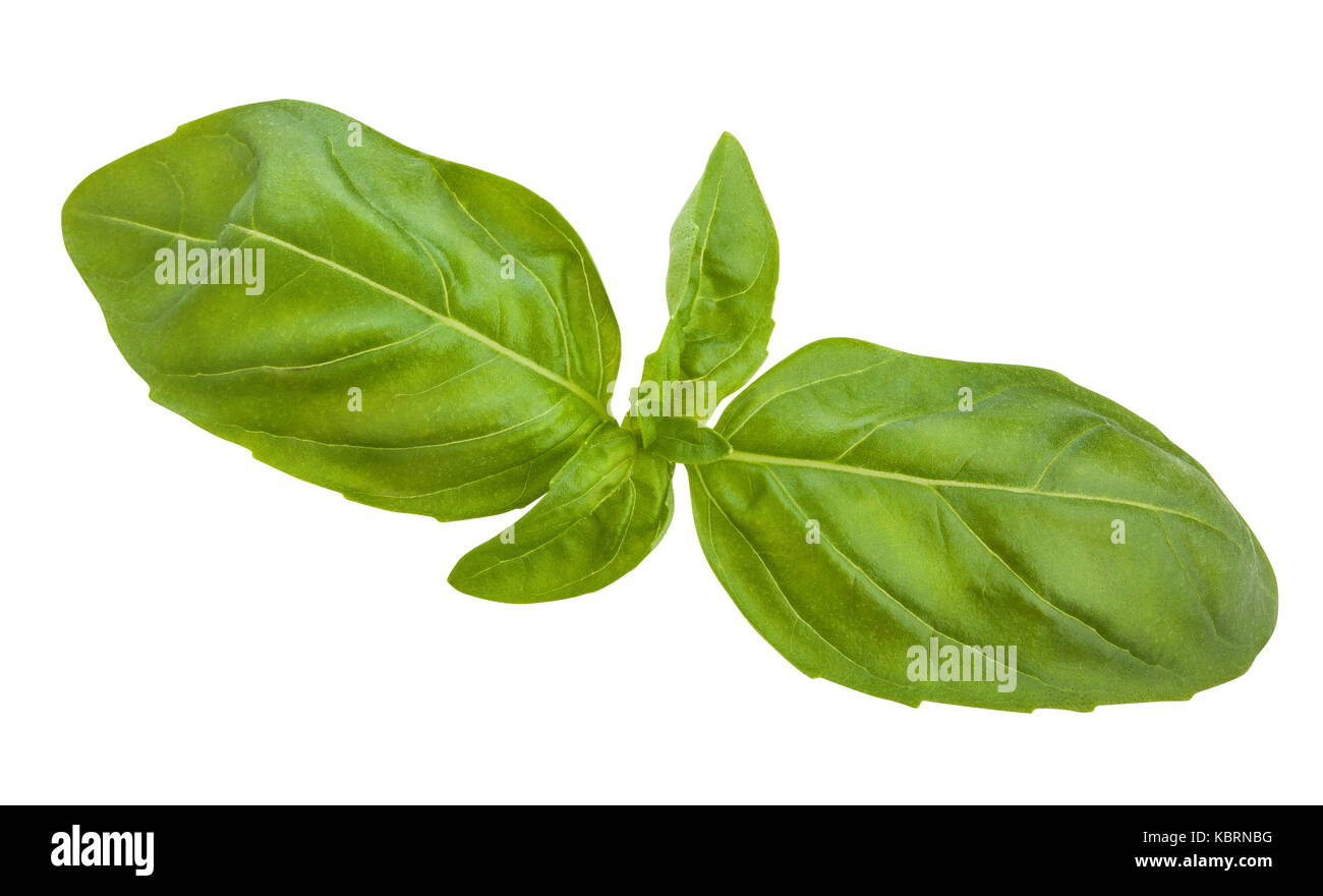 basil leaves path isolated Stock Photo - Alamy