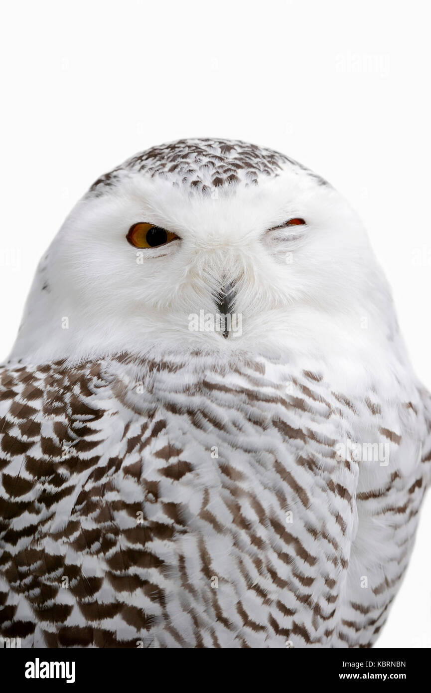 Snowy Owl, female in winter / (Bubo scandiacus, Nyctea scandiaca ...