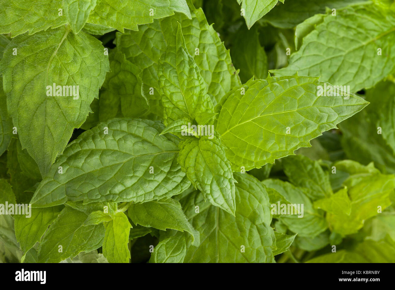 Bunch of mint leaves hi-res stock photography and images - Alamy