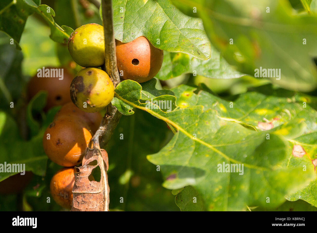 English oak pedunculate oak Quercus robur the tree that gall wasps ...