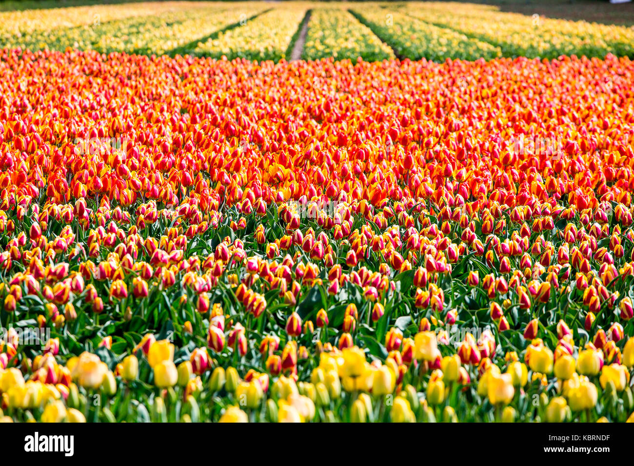 Tulips in Lisse, Netherlands, Europe Stock Photo - Alamy