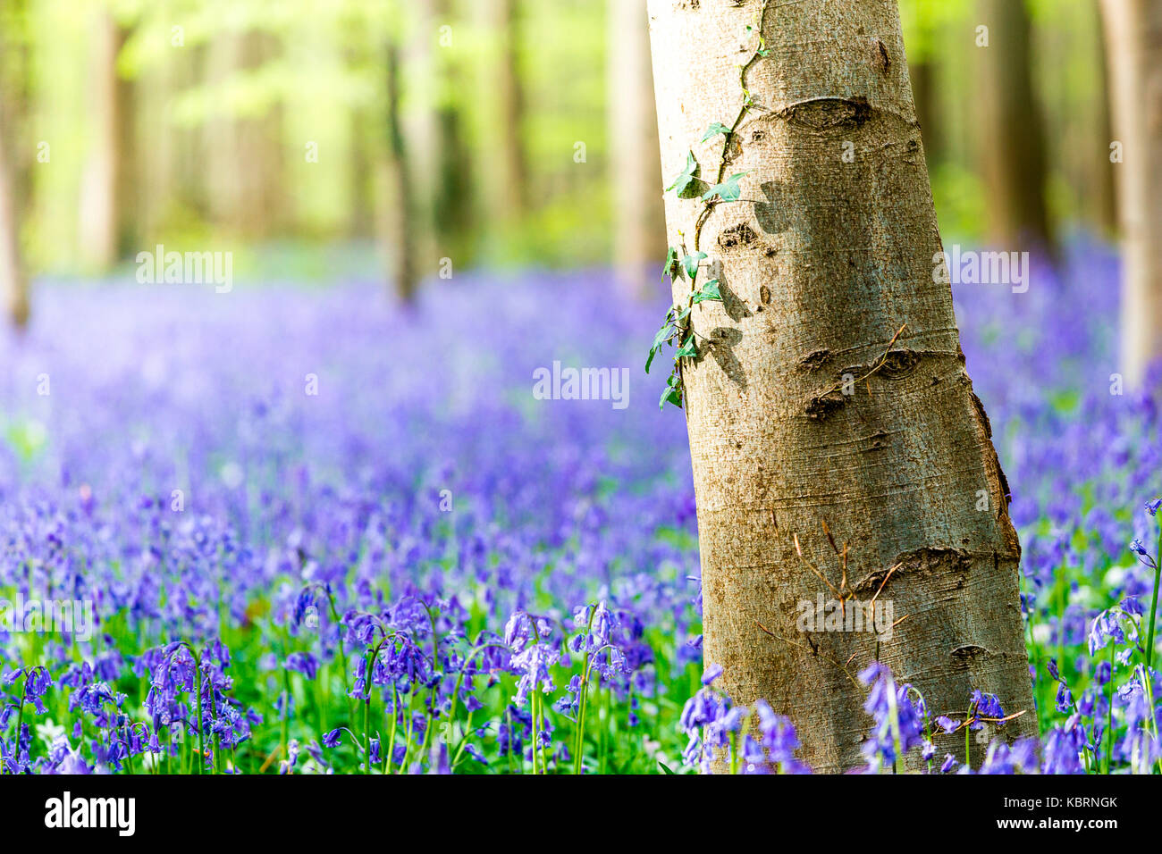Hallerbos, beech forest in Belgium full of blue bells flowers Stock ...