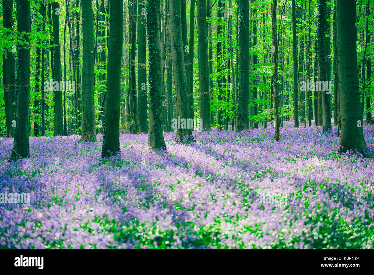 Hallerbos, beech forest in Belgium full of blue bells flowers Stock ...