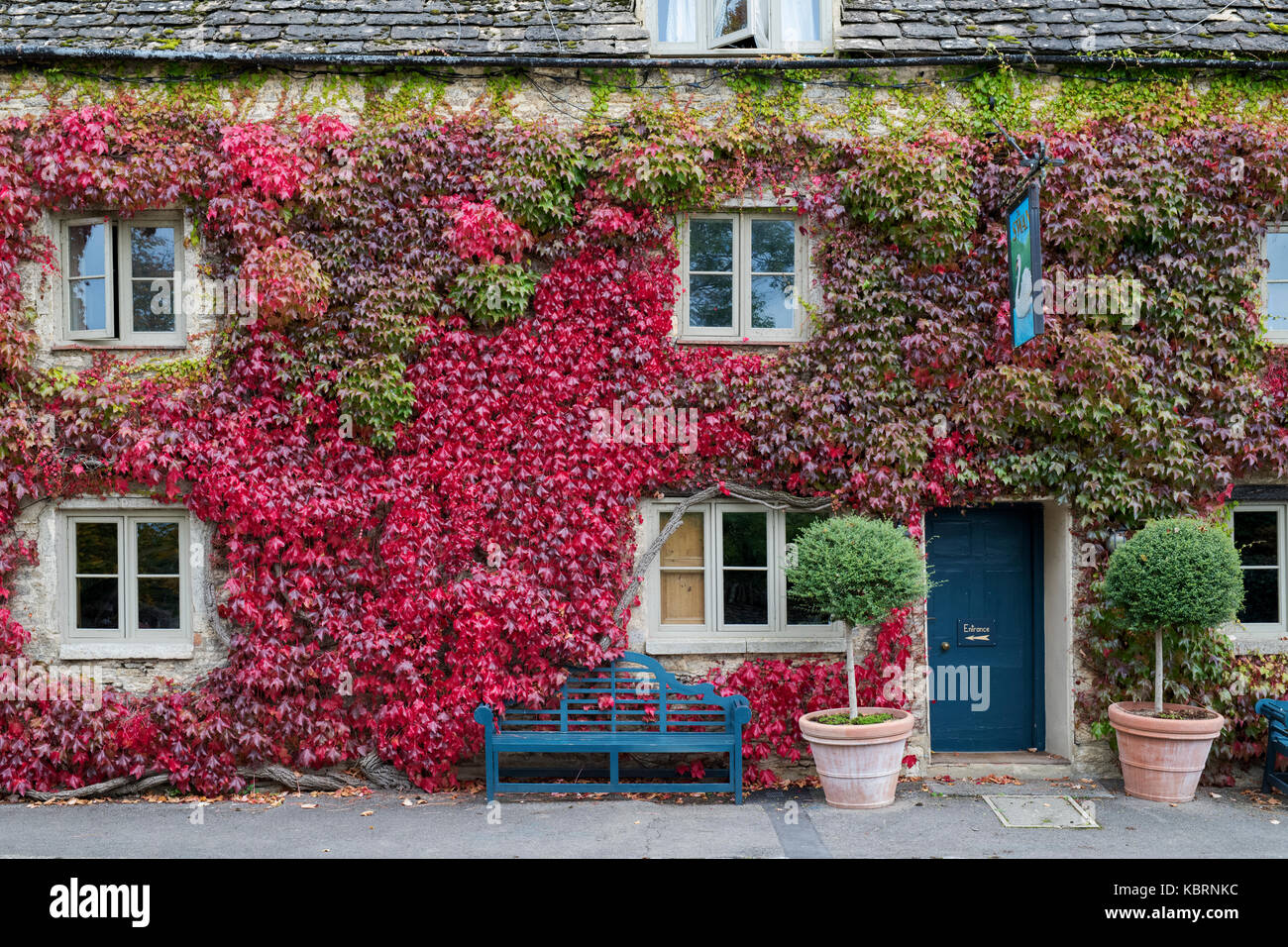 Parthenocissus tricuspidata. Boston Ivy / Japanese Creeper covering the ...