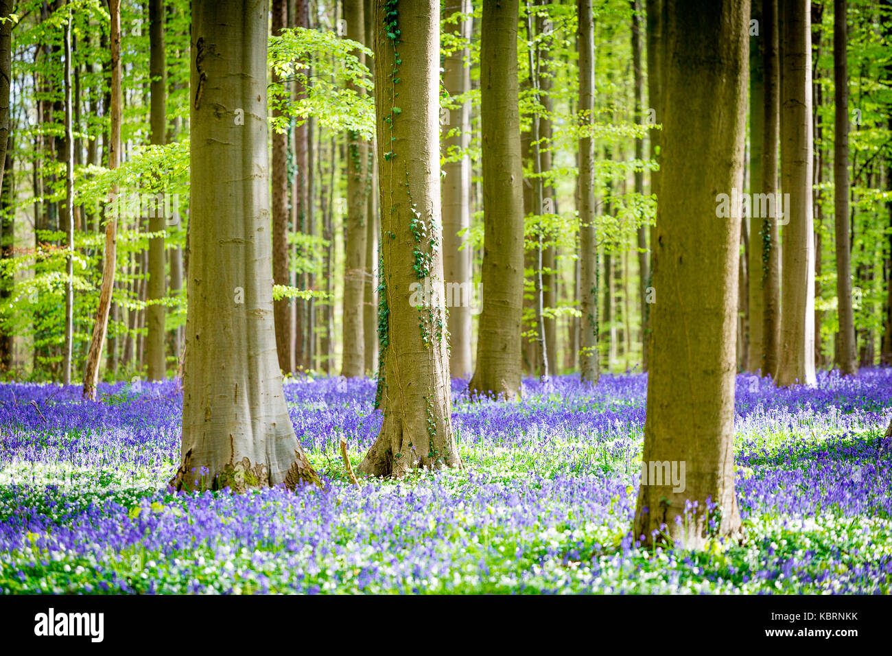 Hallerbos, beech forest in Belgium full of blue bells flowers Stock ...
