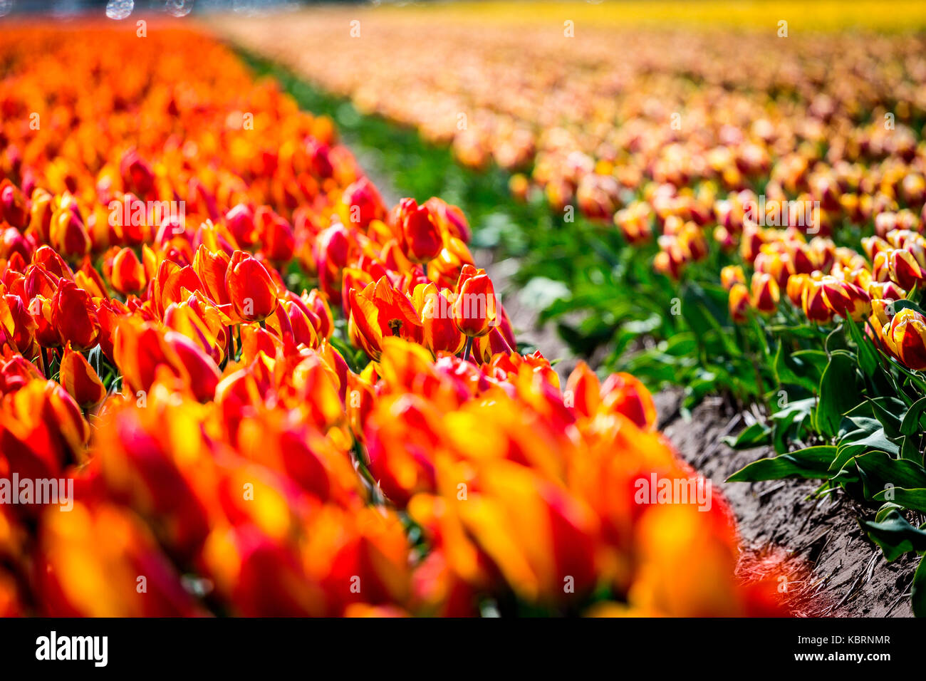 Tulips in Lisse, Netherlands, Europe Stock Photo - Alamy