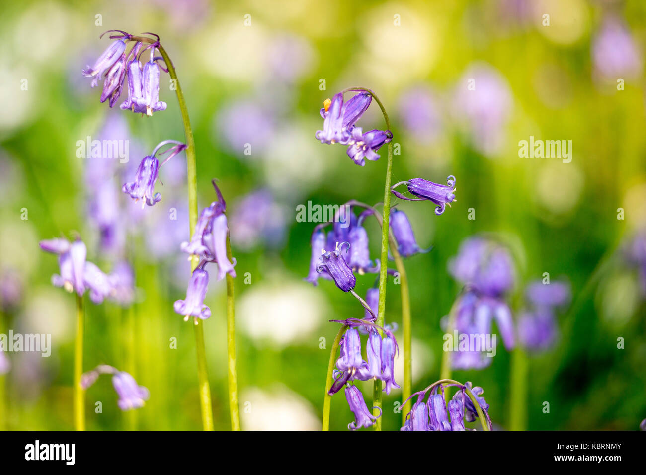 Hallerbos, beech forest in Belgium full of blue bells flowers Stock ...