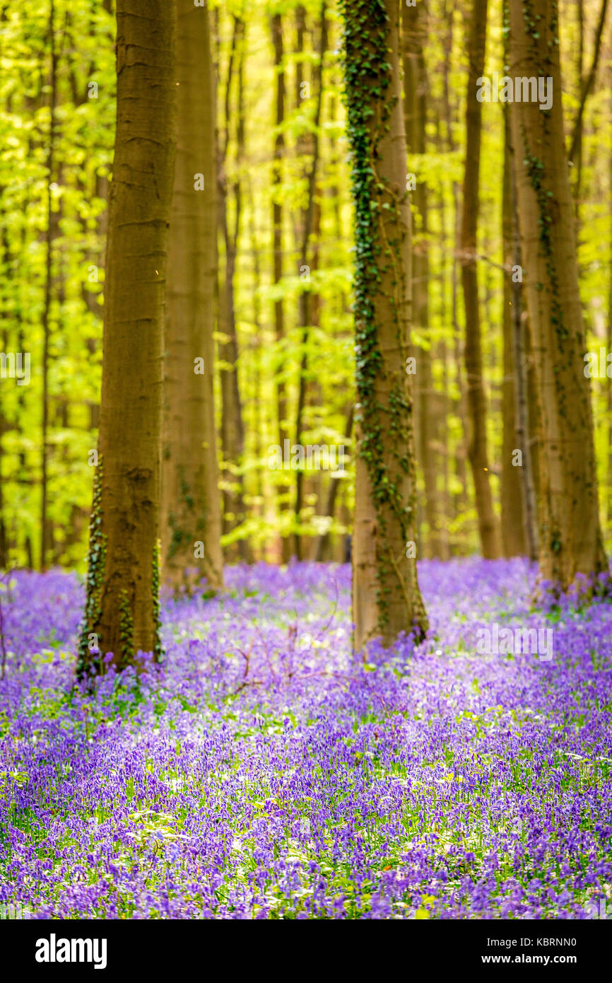 Hallerbos, beech forest in Belgium full of blue bells flowers Stock ...