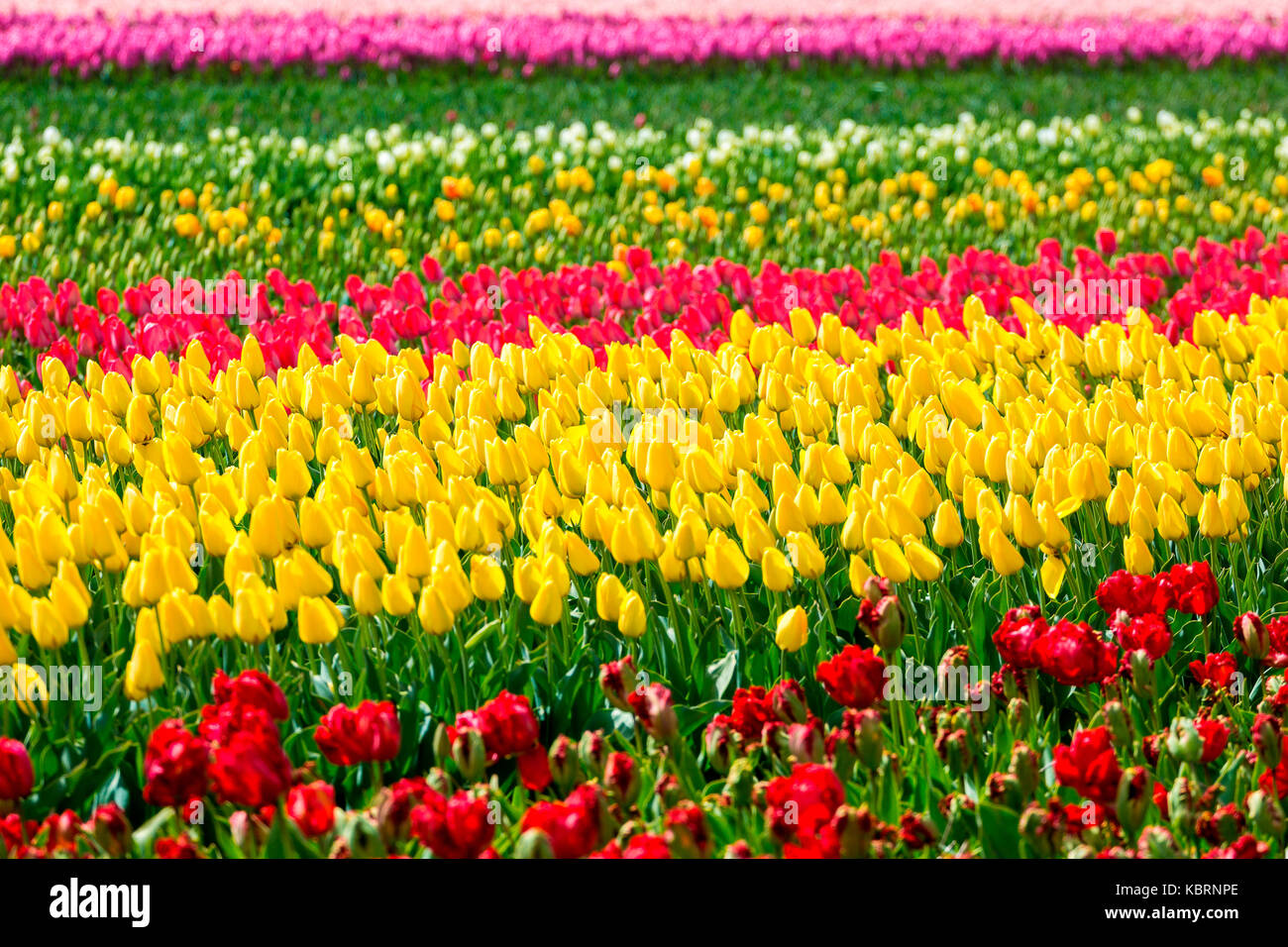 Tulips in Lisse, Netherlands, Europe Stock Photo - Alamy