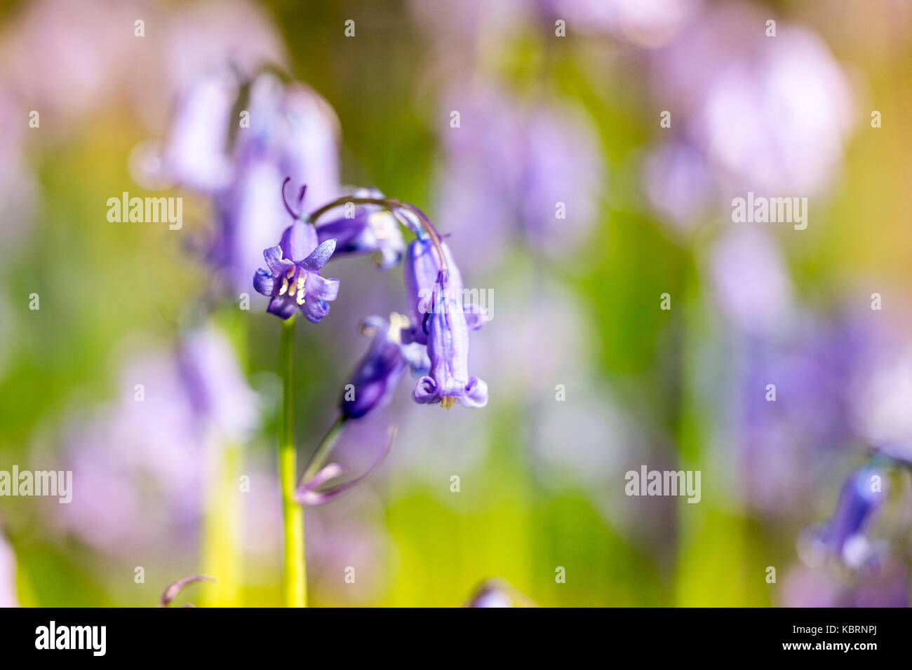 Hallerbos, beech forest in Belgium full of blue bells flowers Stock ...
