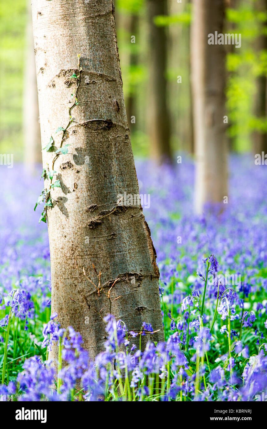 Hallerbos, beech forest in Belgium full of blue bells flowers Stock ...
