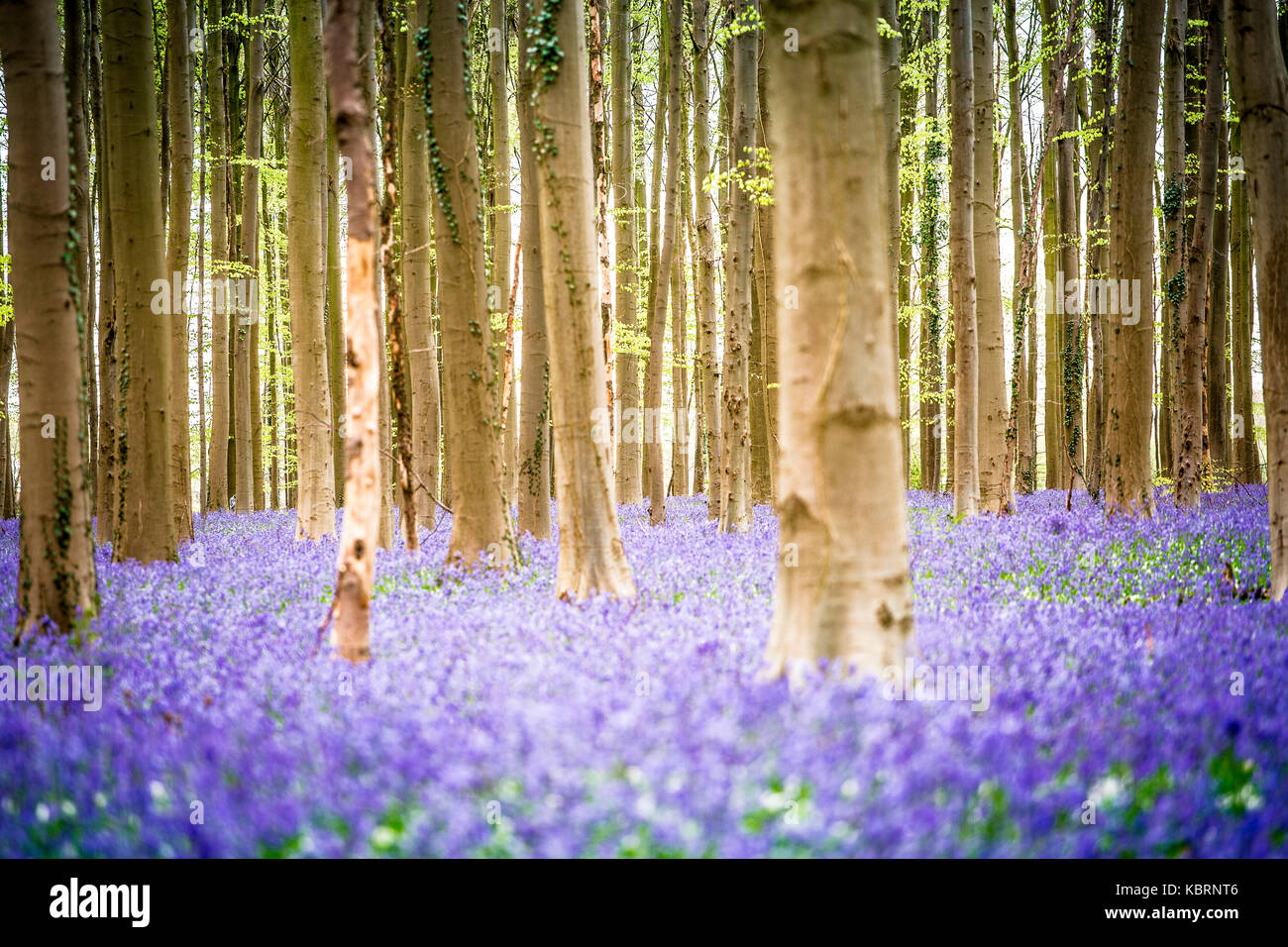 Hallerbos, beech forest in Belgium full of blue bells flowers Stock ...