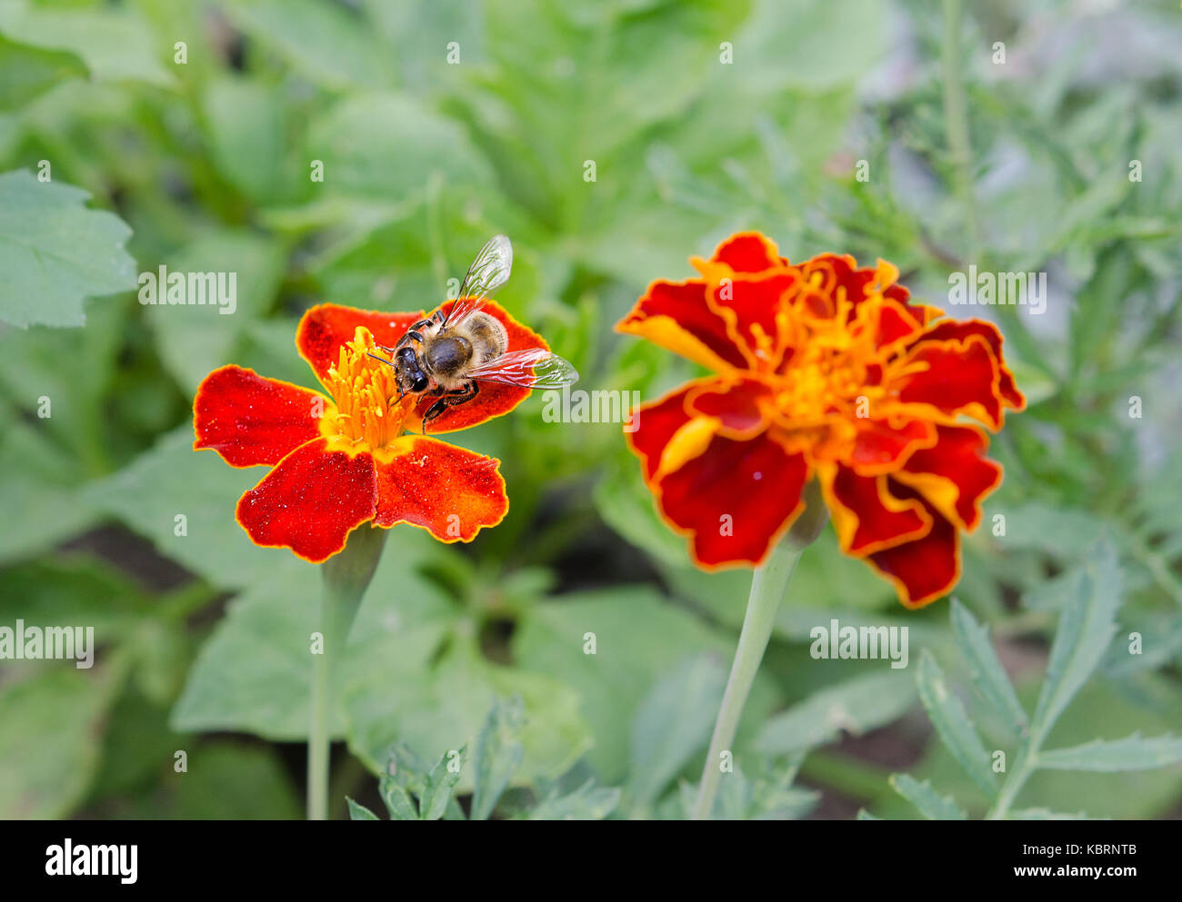 Bee is gathering nectar in marigold flower Stock Photo - Alamy