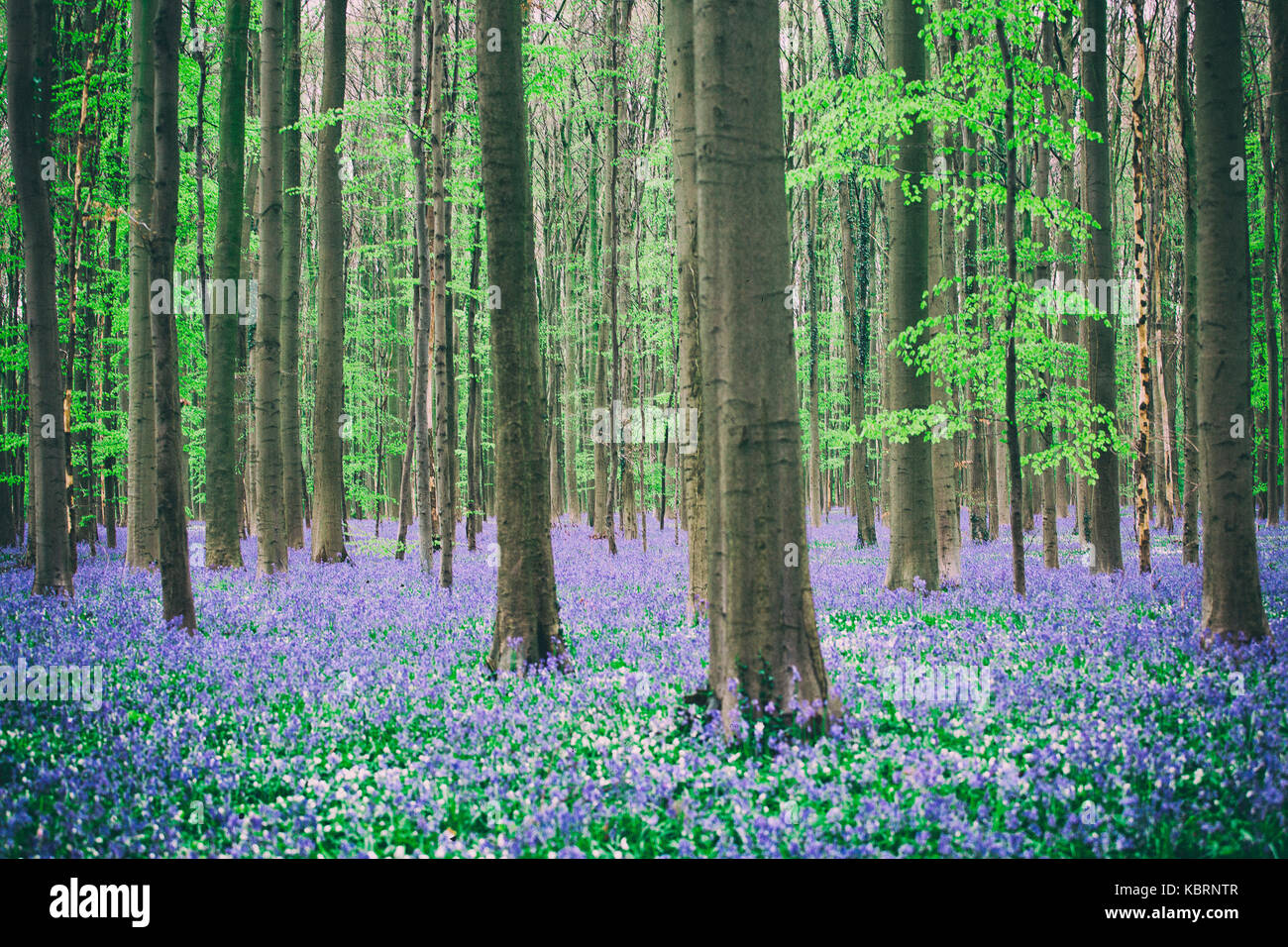 Hallerbos, beech forest in Belgium full of blue bells flowers Stock ...