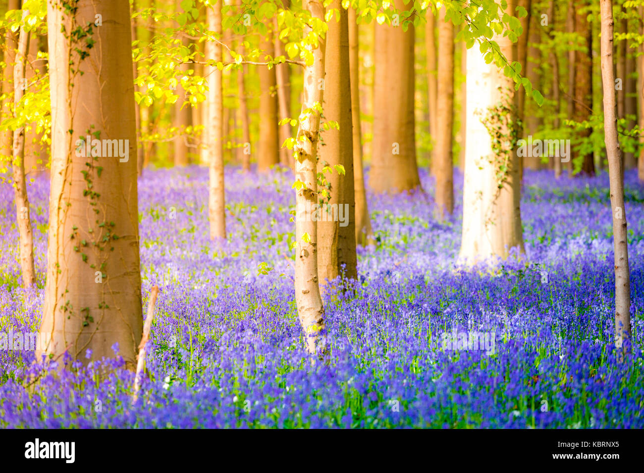 Hallerbos, beech forest in Belgium full of blue bells flowers Stock ...