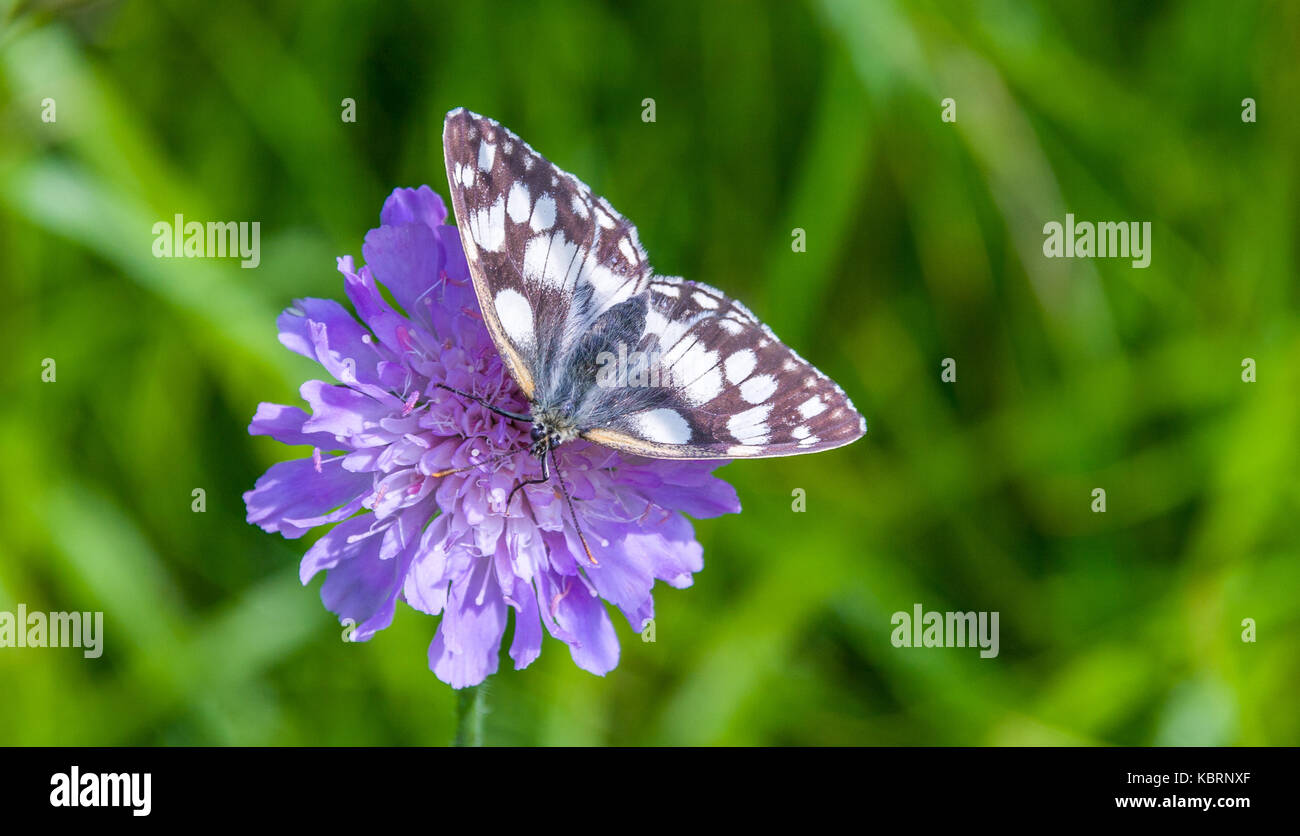 Marble white butterfly hi-res stock photography and images - Alamy