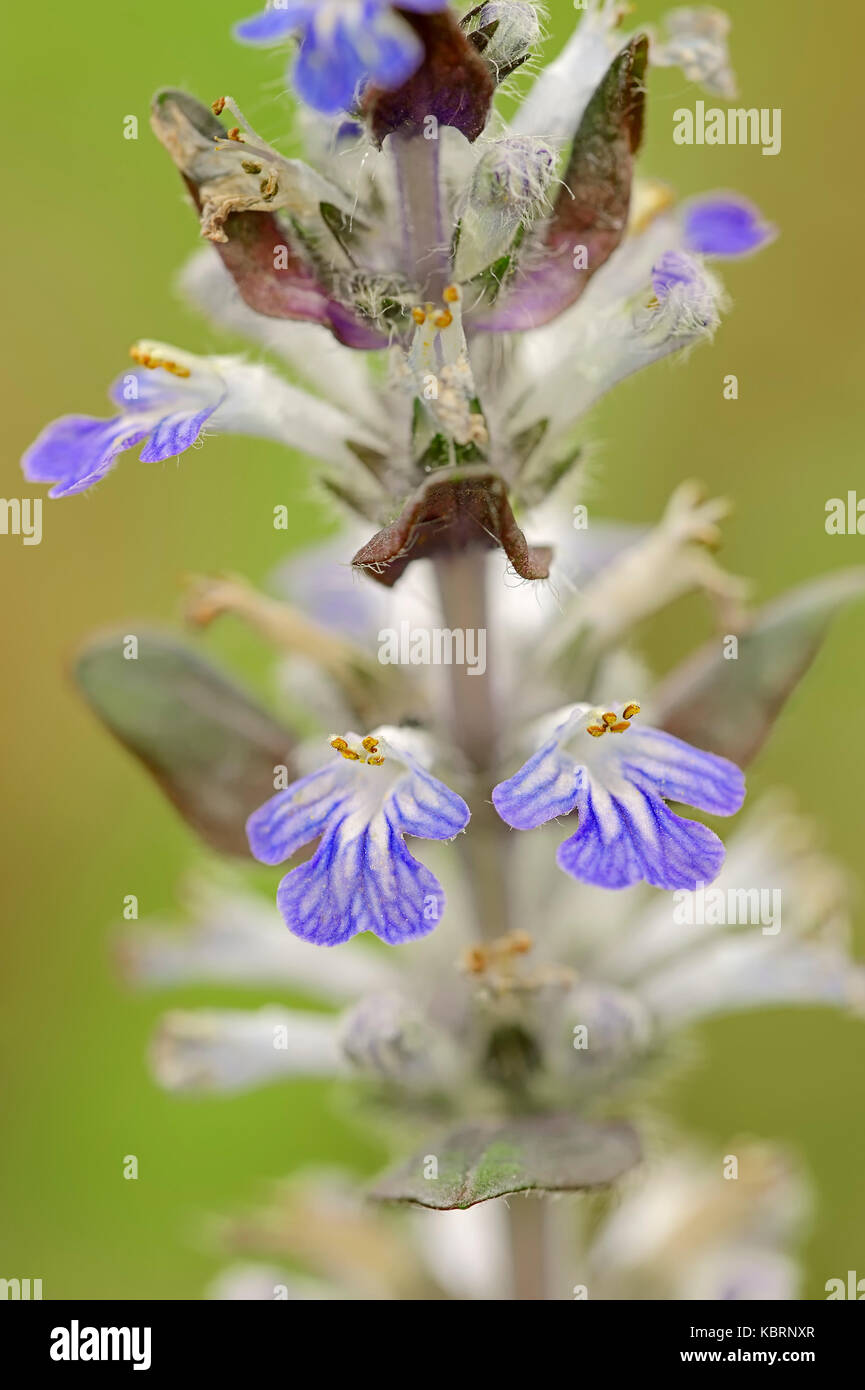Ajuga reptans bugle medicinal plant hi-res stock photography and images ...