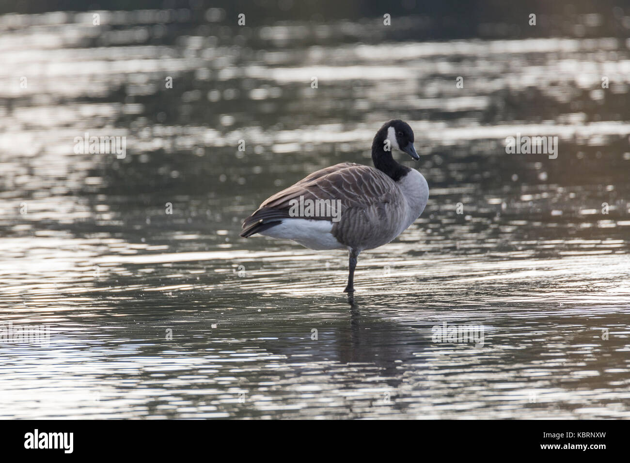 Canada Goose Standing on One Leg in water Stock Photo - Alamy