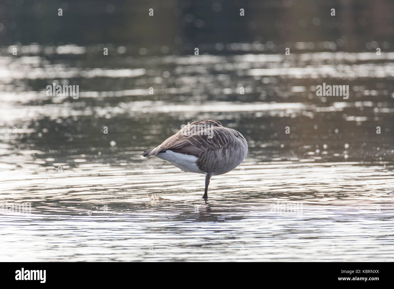 Canada Goose Standing on One Leg in water without head Stock Photo - Alamy