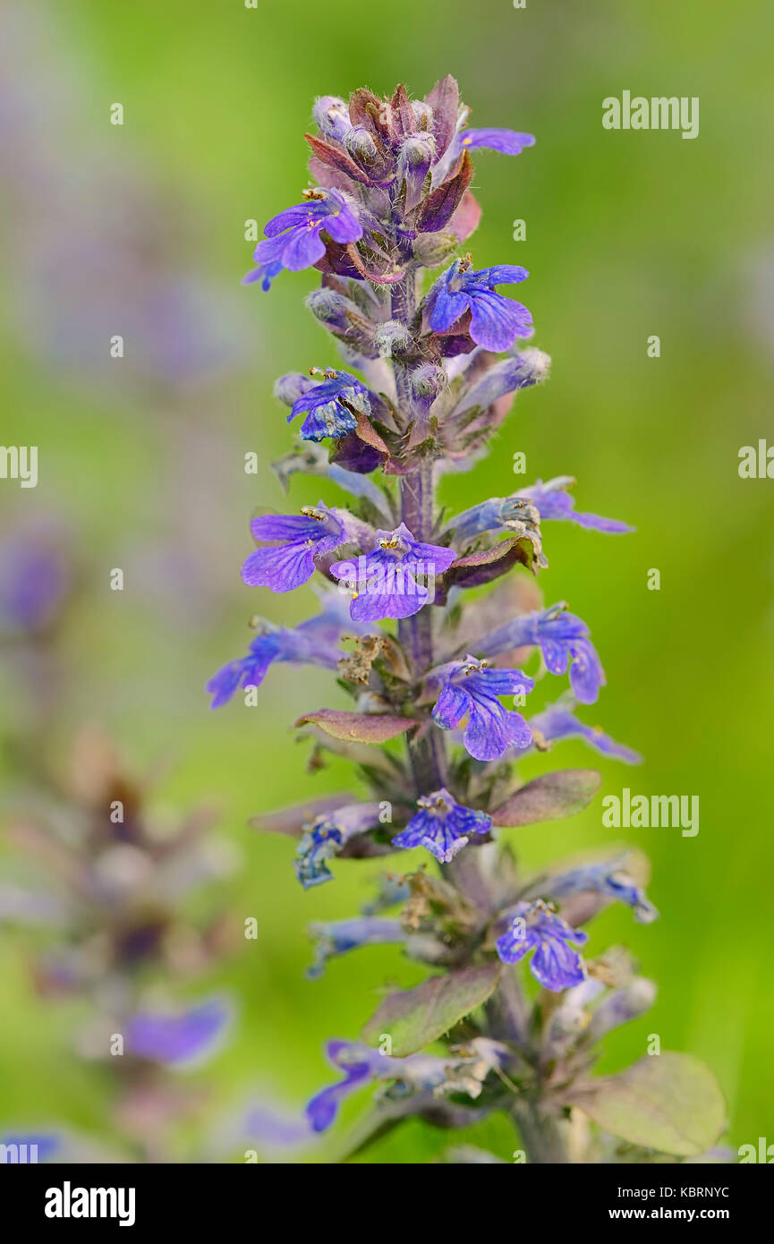Ajuga reptans bugle medicinal plant hi-res stock photography and images ...