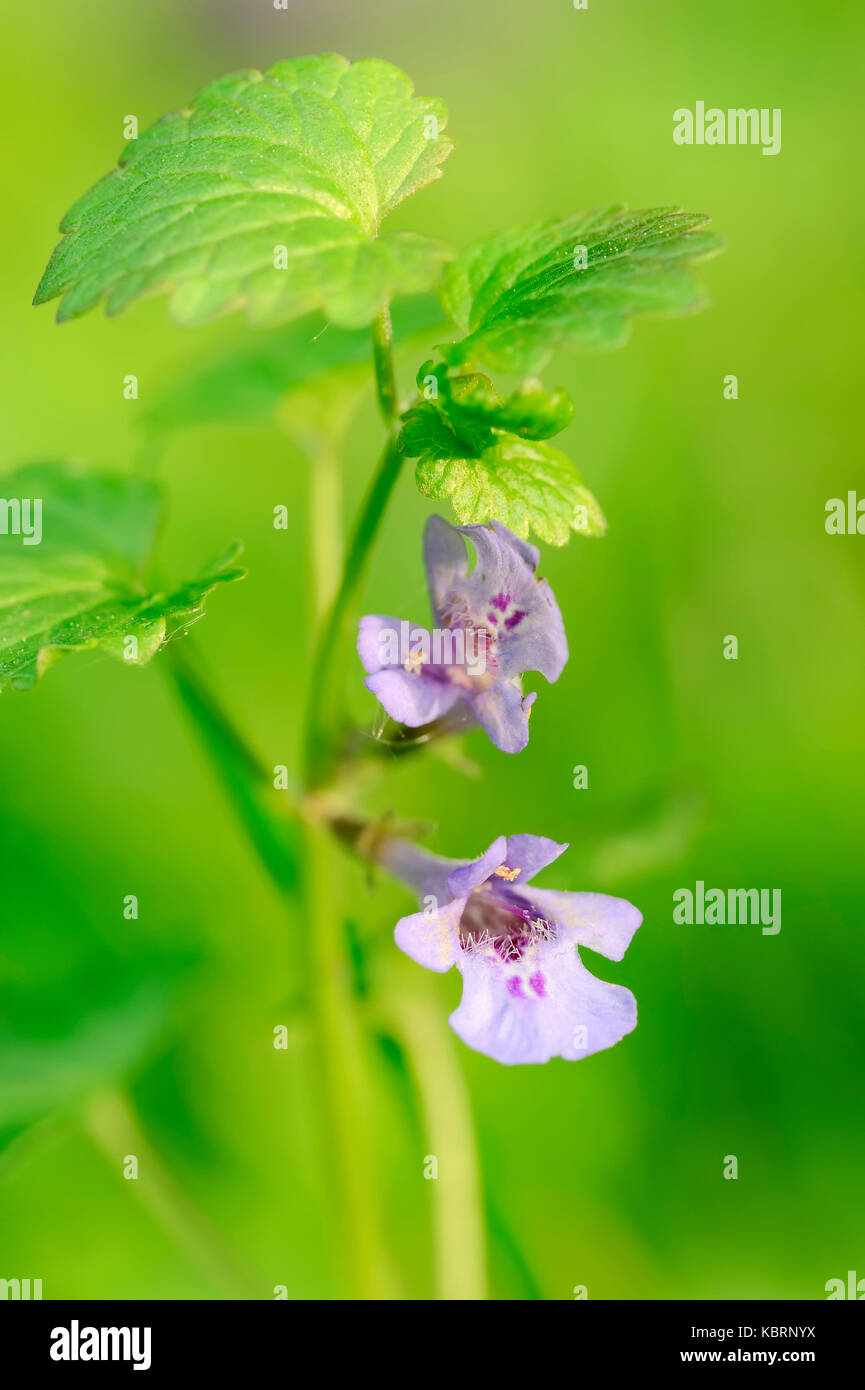 Gundermann plant hi-res stock photography and images - Alamy