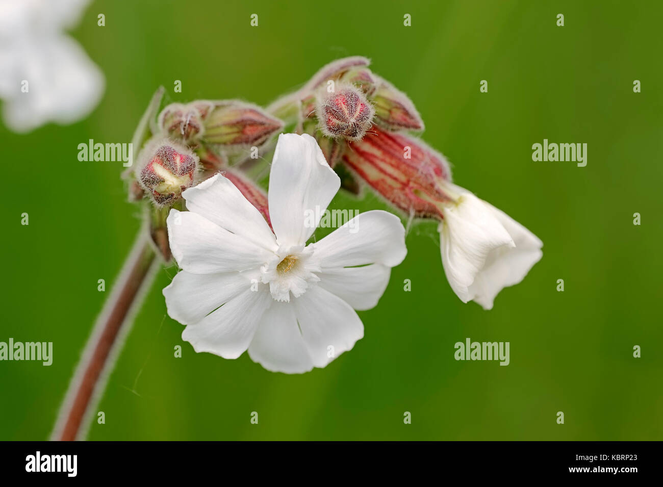 White Campion, North-Rhine Westphalia, Germany / (Melandrium album ...