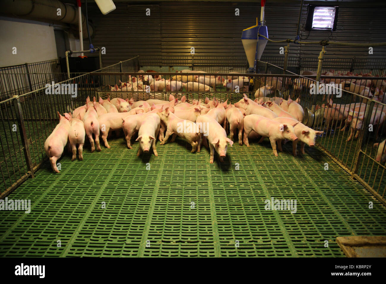 Indoor photo of a pig farm with many new born piglets Stock Photo - Alamy