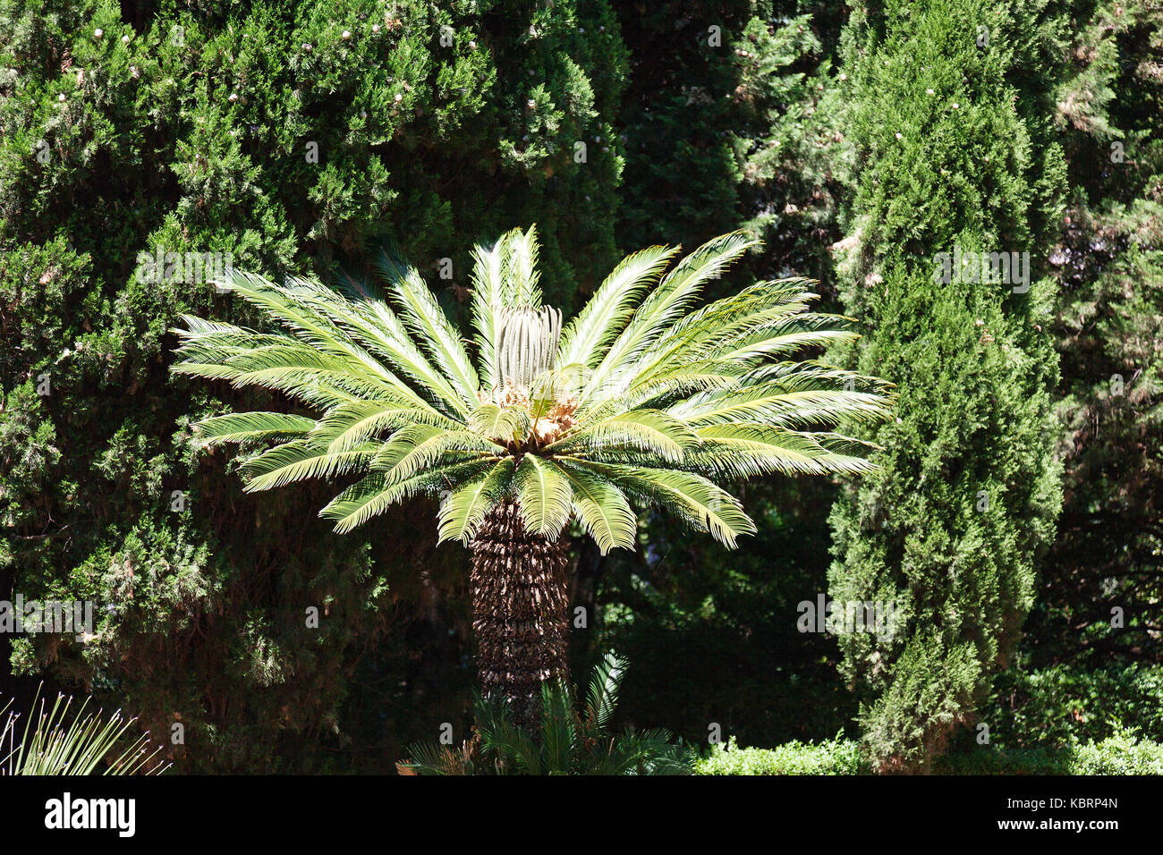 Amazing palm tree in a beautiful garden Stock Photo - Alamy