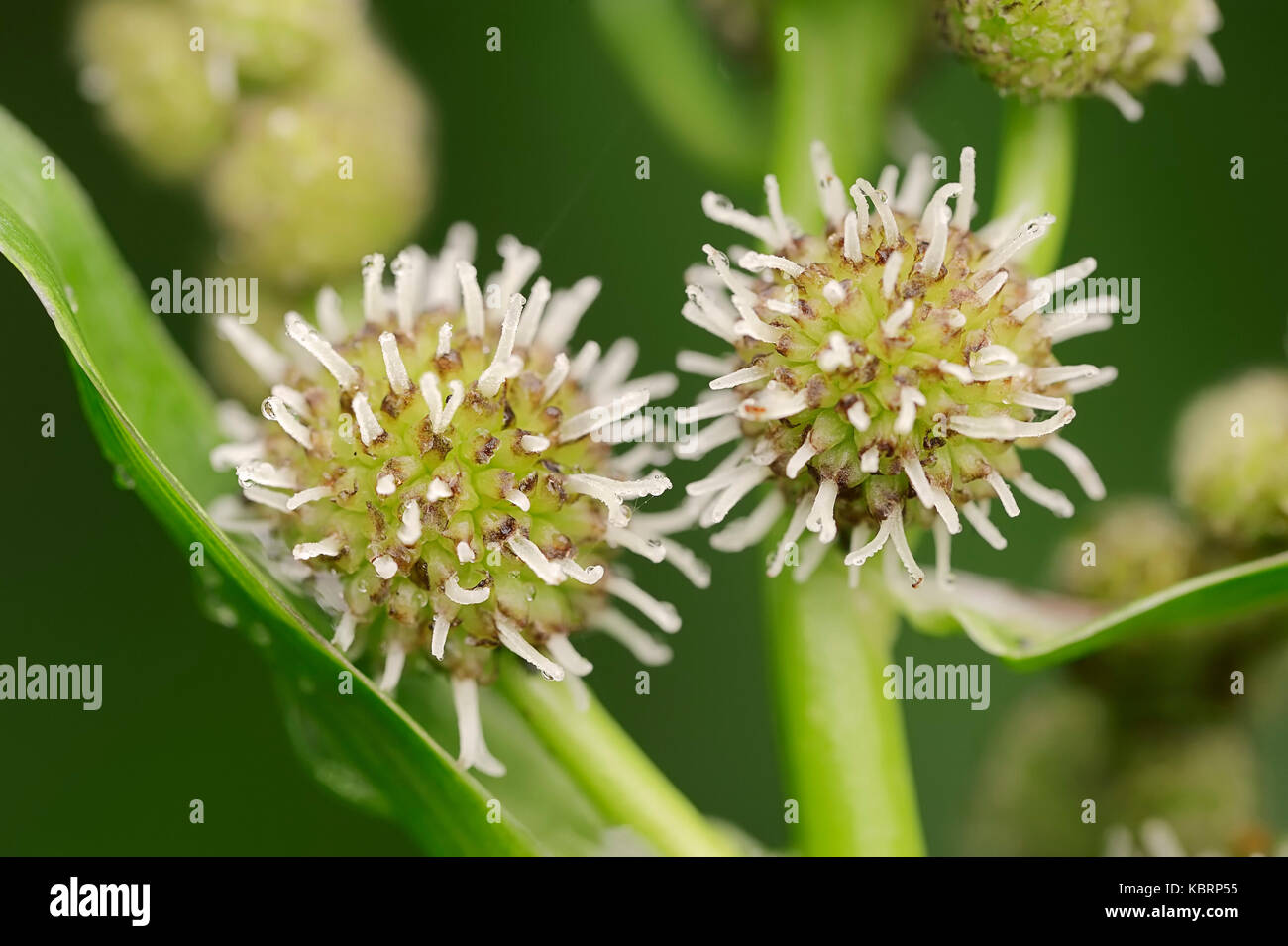 Branched Bur-reed, North Rhine-Westphalia, Germany / (Sparganium ...