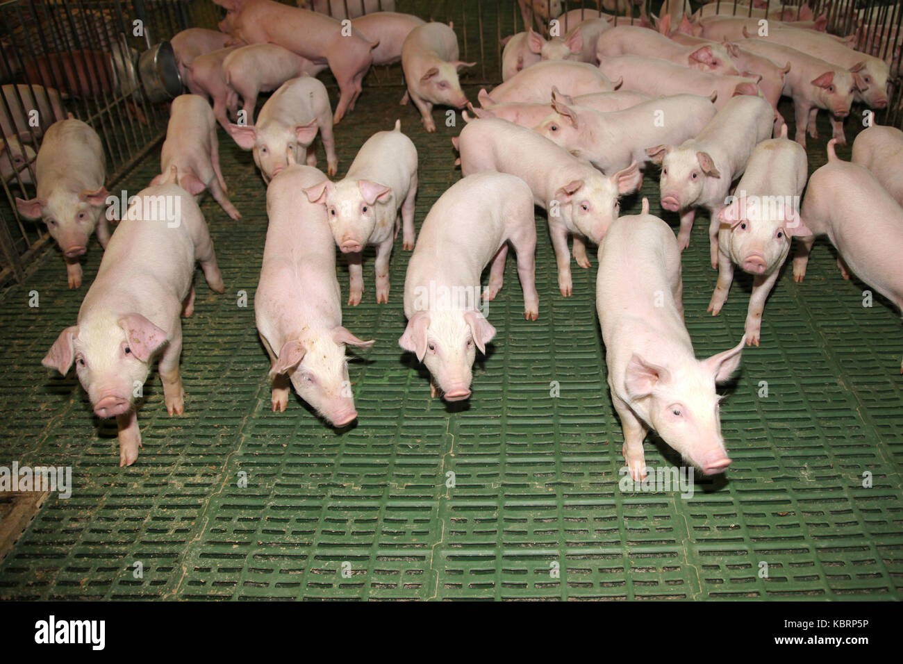 View from above of a breeding pig farm inside. Indoor photo of a pig ...