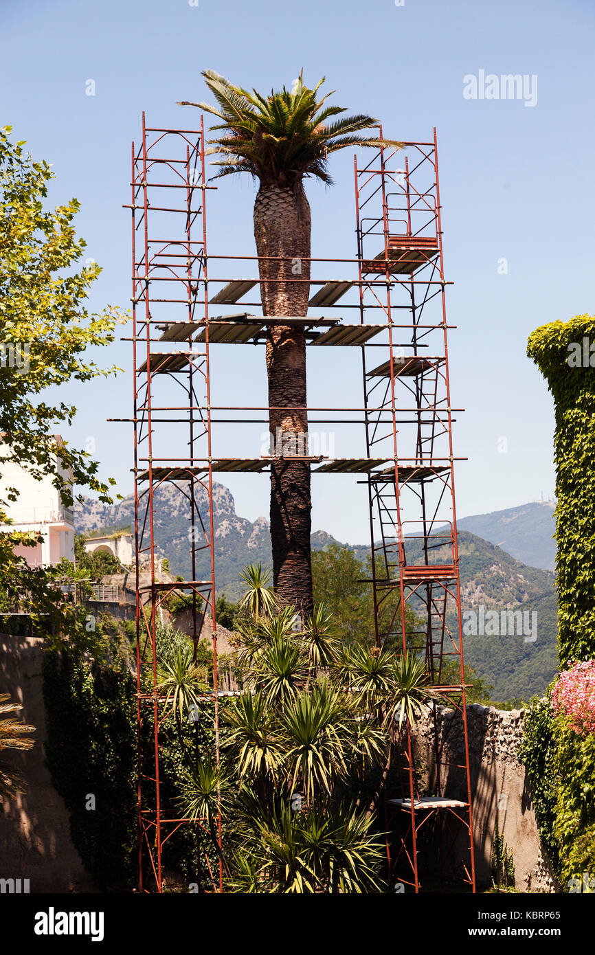 A very tall palm tree and a scaffolding around it in Ravello, Italy ...