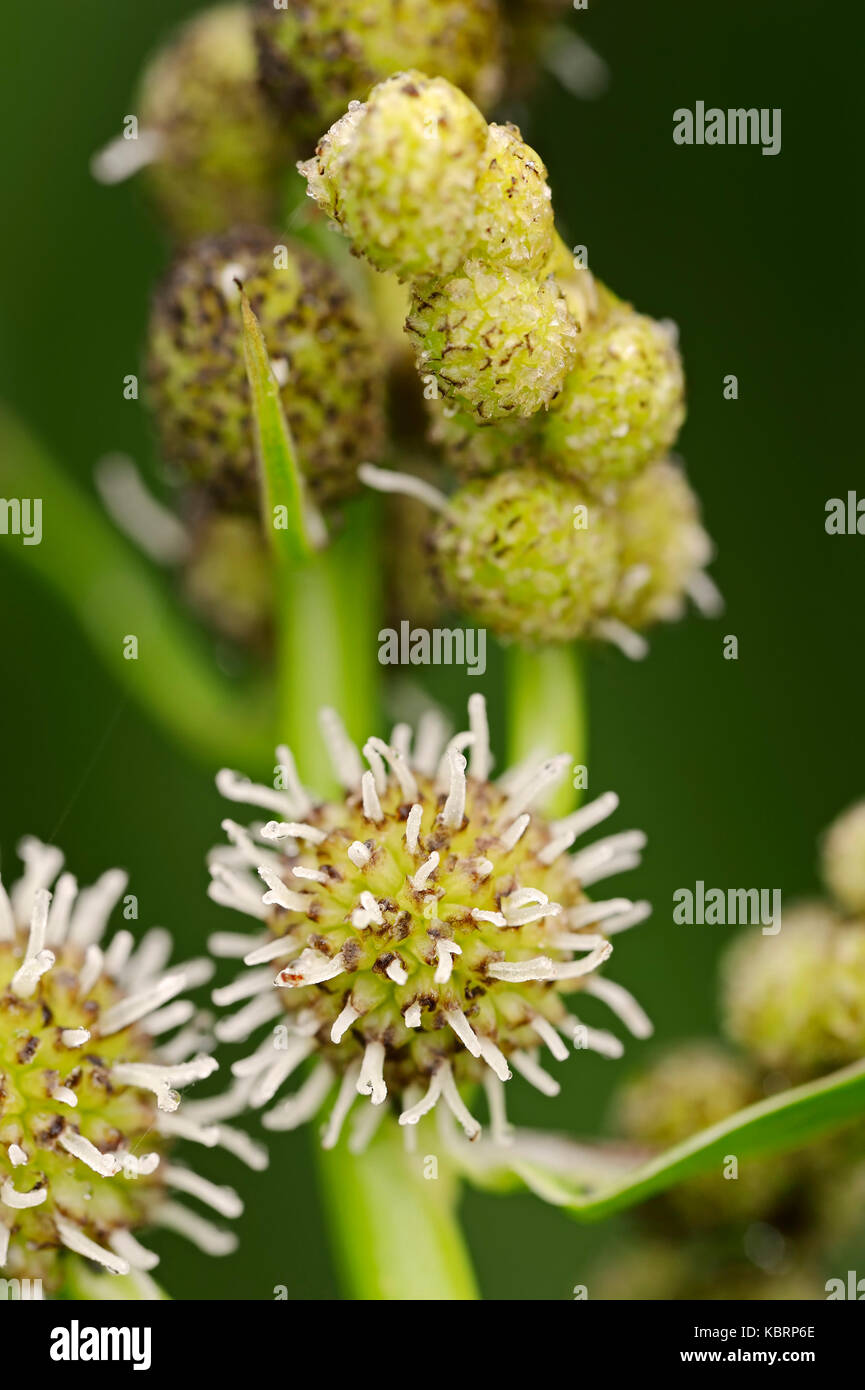 Branched Bur-reed, North Rhine-Westphalia, Germany / (Sparganium ...