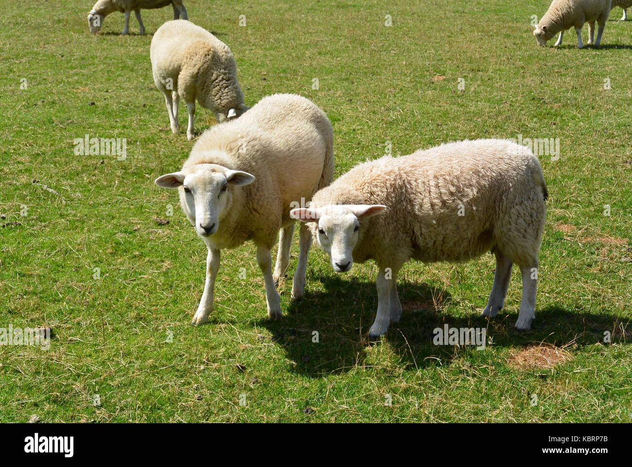 Sheep in field Stock Photo - Alamy