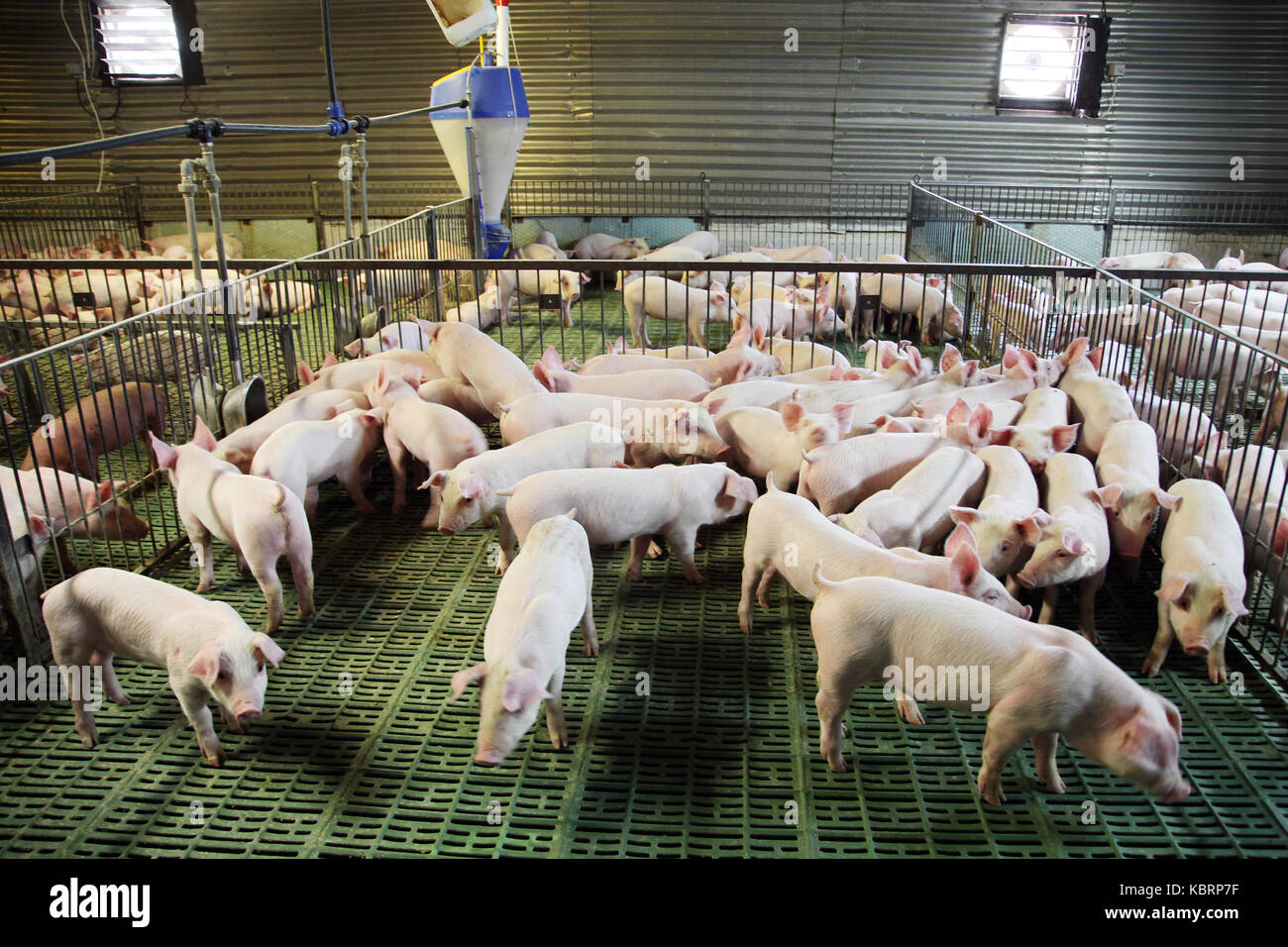 View from above of a breeding pig farm inside. Indoor photo of a pig ...