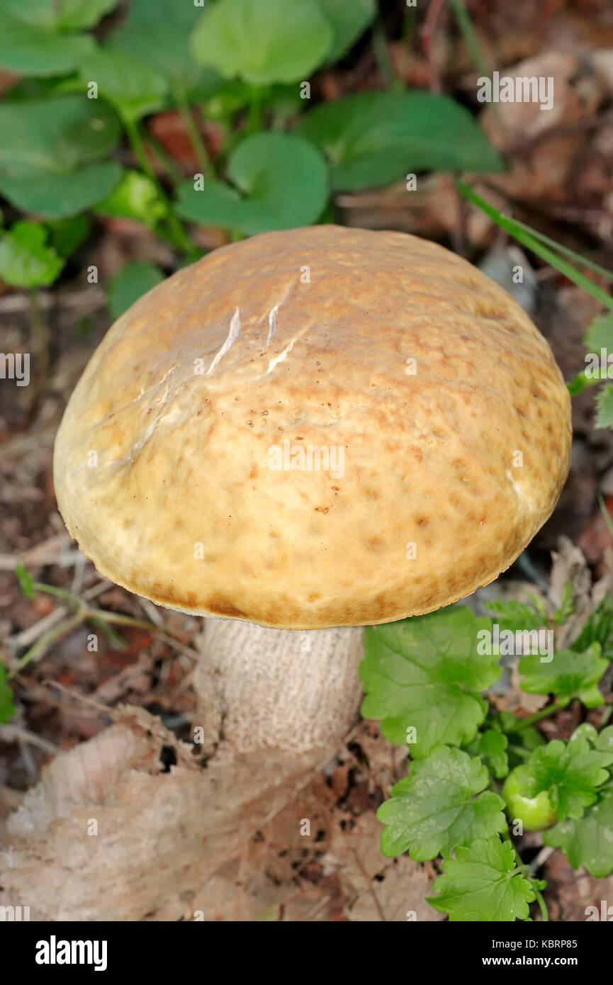 Hainbuchen rauhfussrohrling hi-res stock photography and images - Alamy