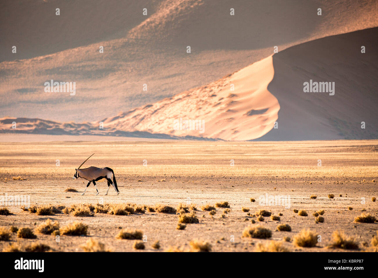 Namibian desert africa gemsbok hi-res stock photography and images - Alamy