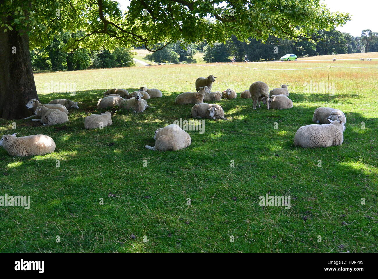 Sheep in field Stock Photo - Alamy