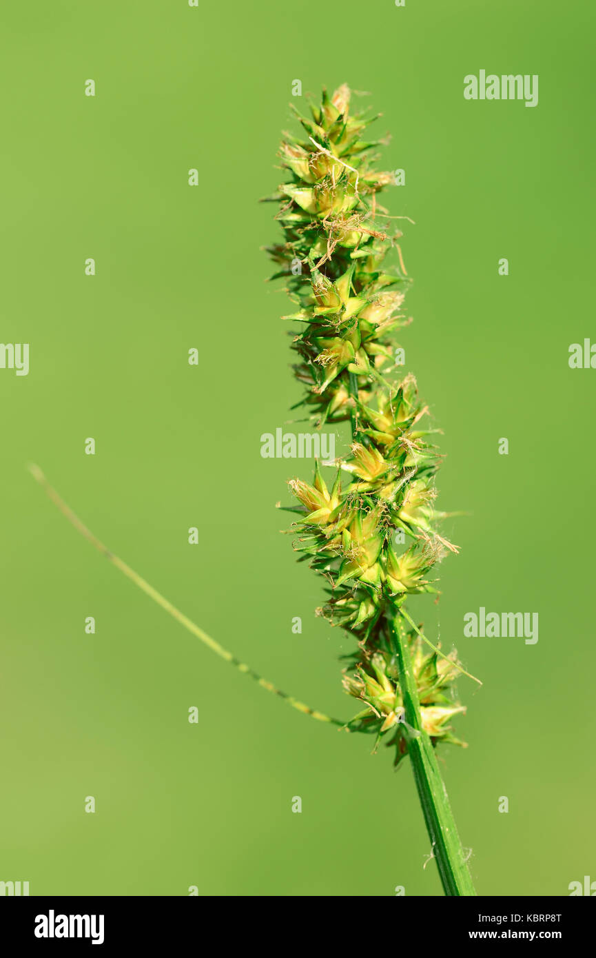 Fuchs segge hi-res stock photography and images - Alamy