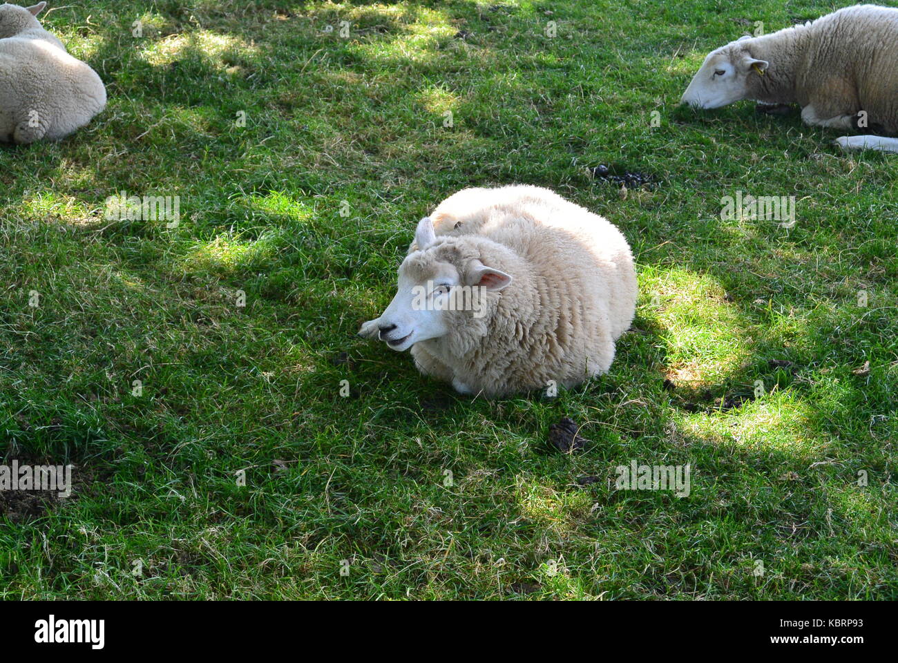 Sheep in field Stock Photo - Alamy