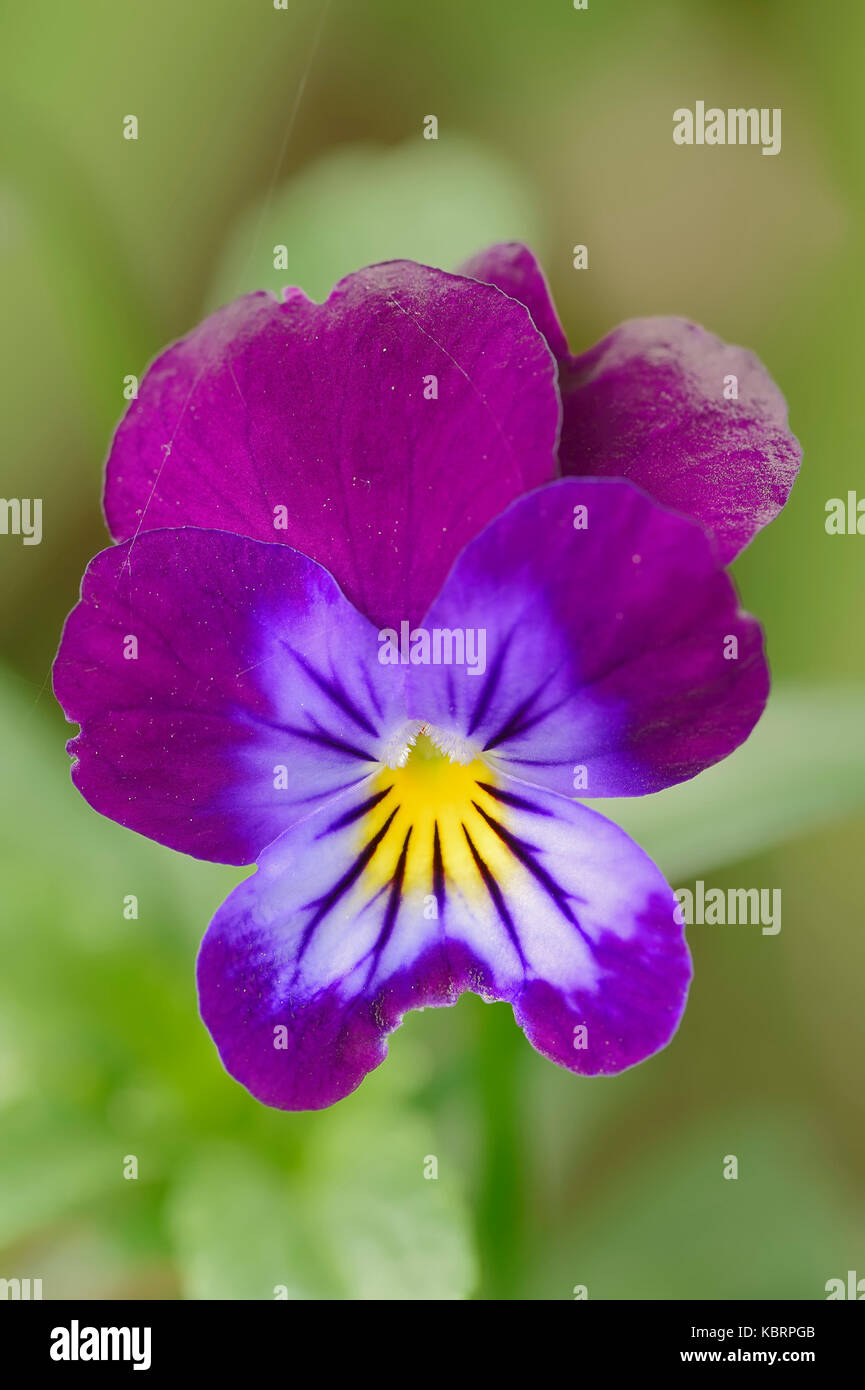 Horned Violet / (Viola cornuta) | Horn-Veilchen / (Viola cornuta Stock ...